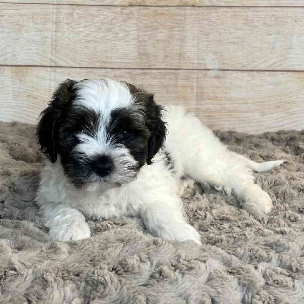 Cocker Spaniel/Chinese Shar Pei Puppies for sale - Tullys Kennels