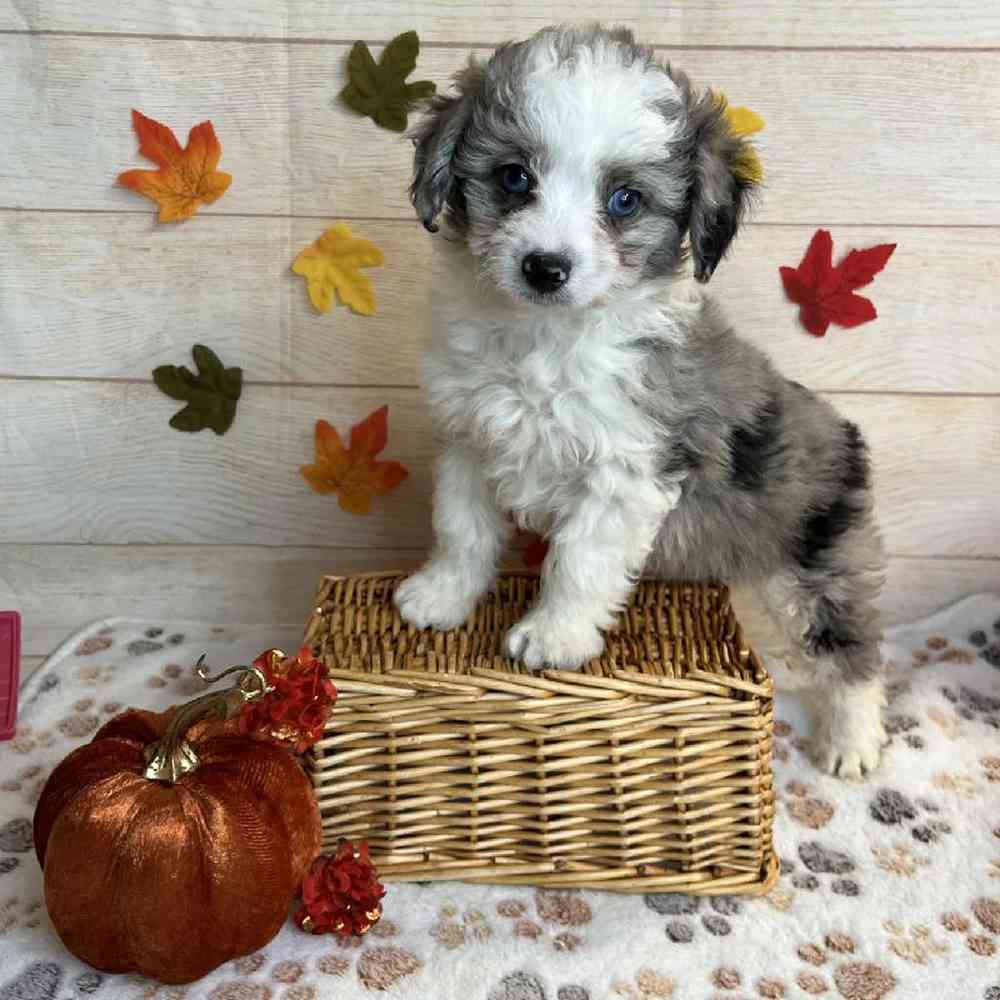 Miniature Australian Shepherd/ Poodle Puppy for sale - Tullys Kennels