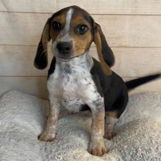 Puppy for Sale - Tullys Kennels