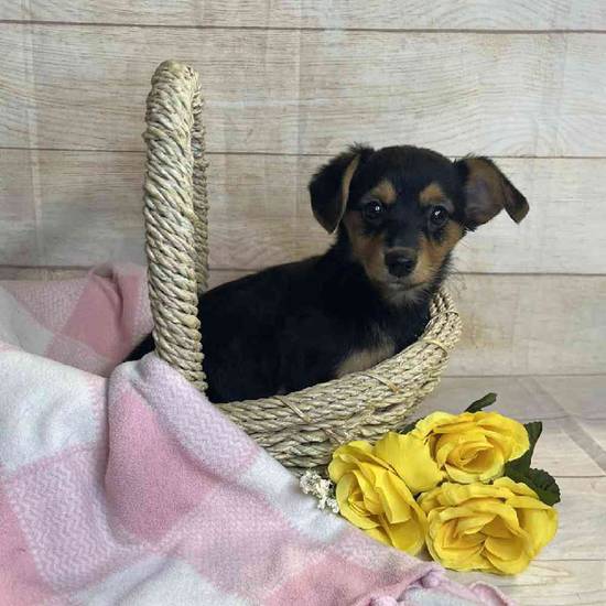 Puppy for Sale - Tullys Kennels