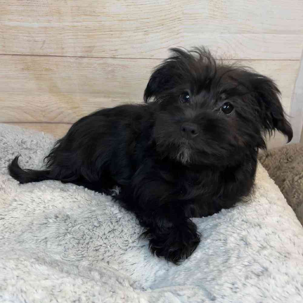 Welcome to Tully's Kennels