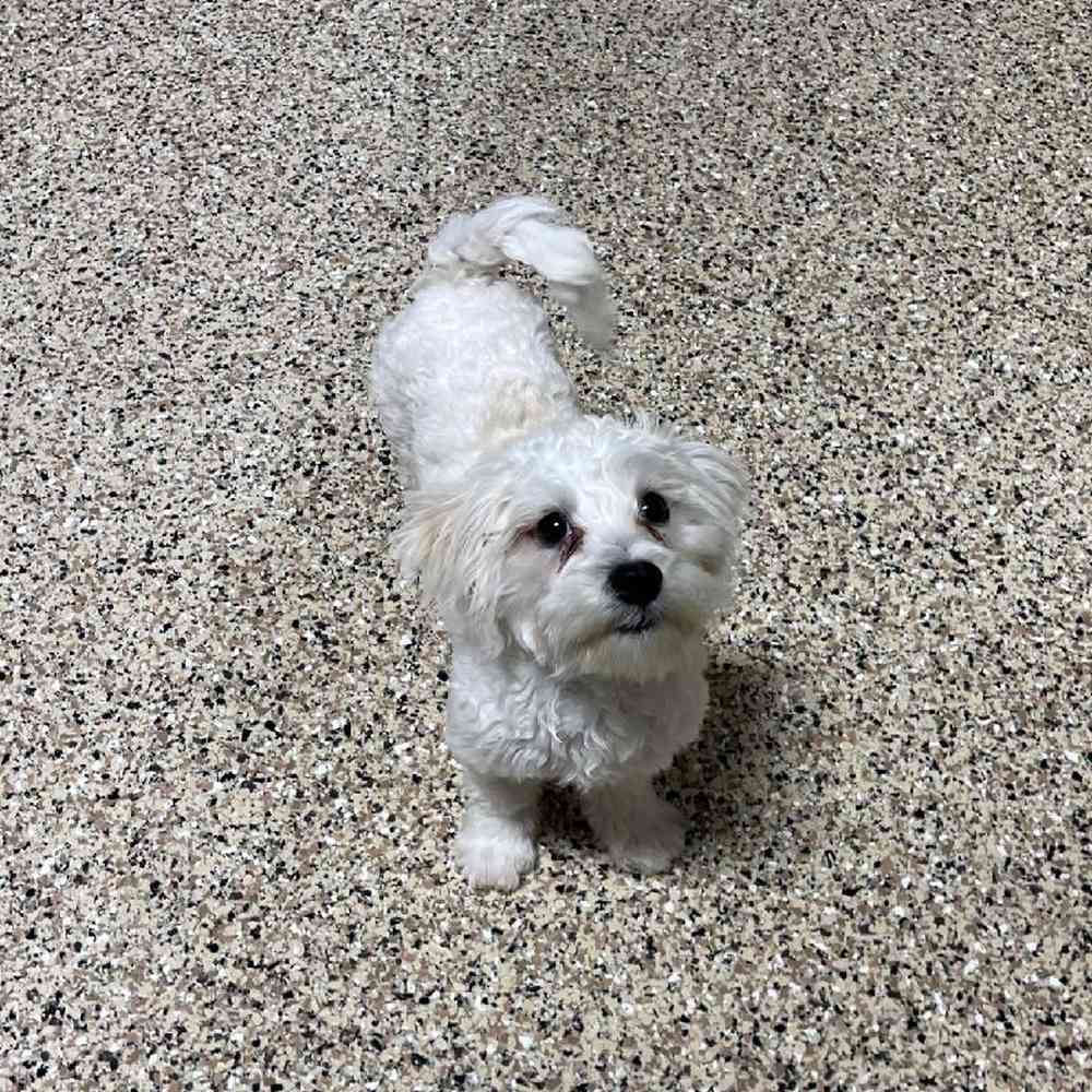 Pekingese/Poodle Puppy for sale - Tullys Kennels