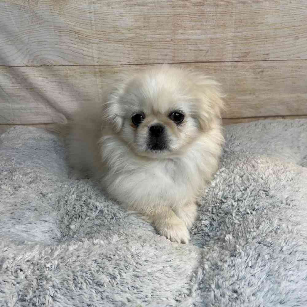 Welcome to Tully's Kennels