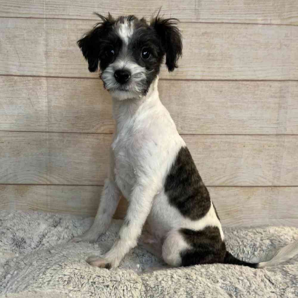 Welcome to Tully's Kennels