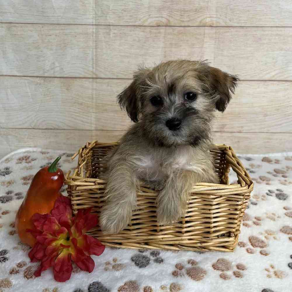 Miniature Schnauzer/Shih Tzu Puppy for sale - Tullys Kennels