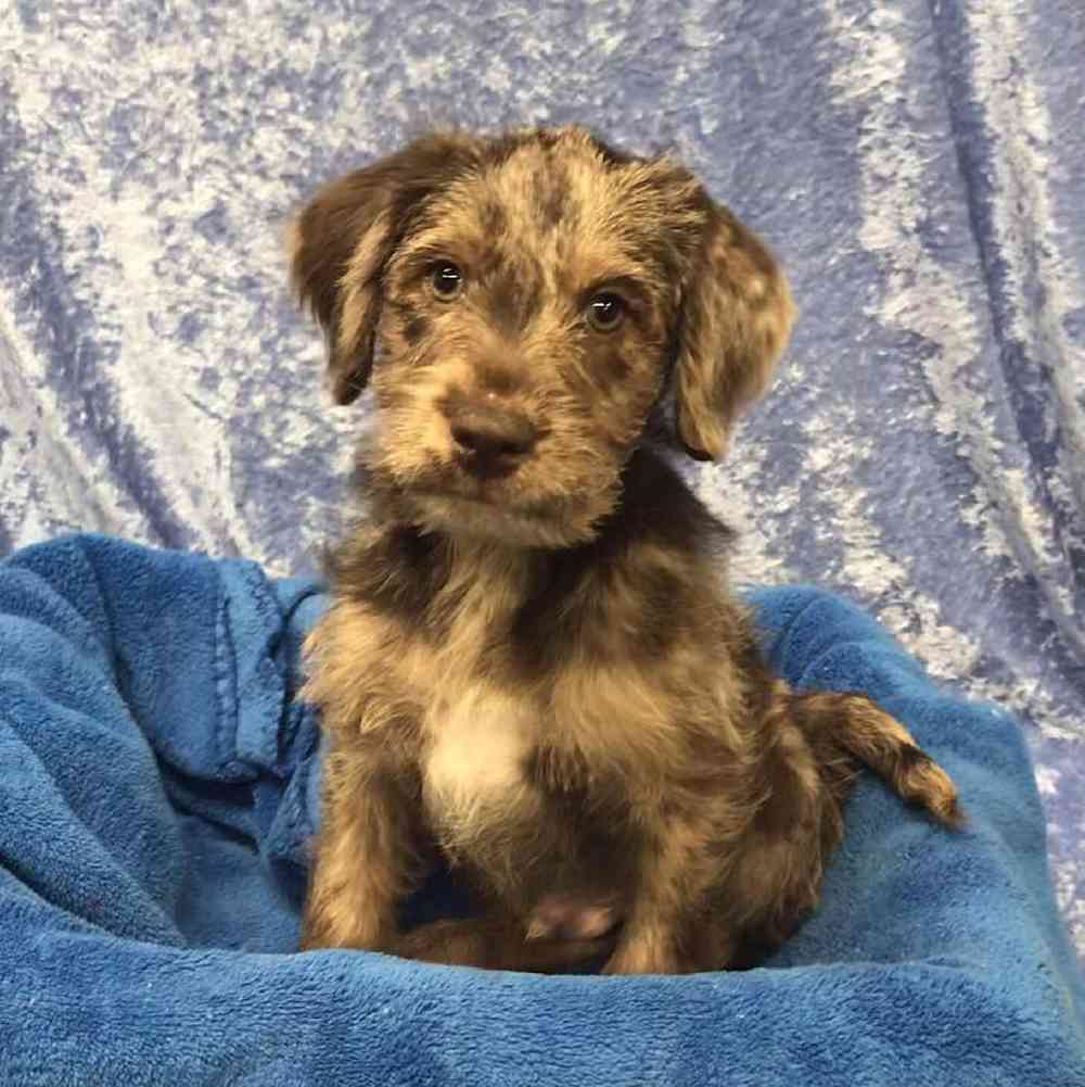 Labrador Retriever/ Miniature Poodle Puppy for sale - Tullys Kennels