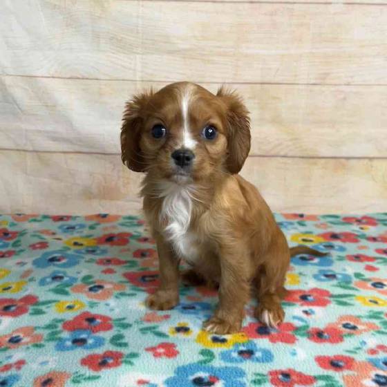 Puppy for Sale - Tullys Kennels