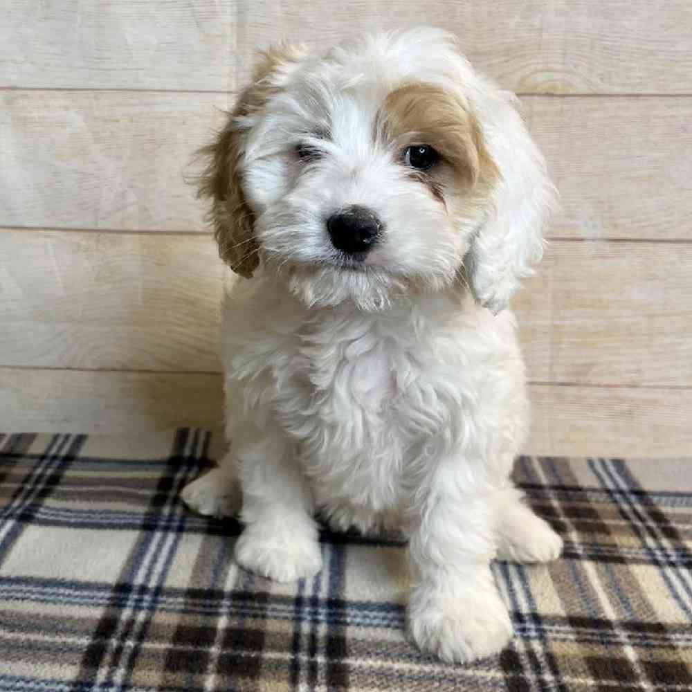 Welcome to Tully's Kennels