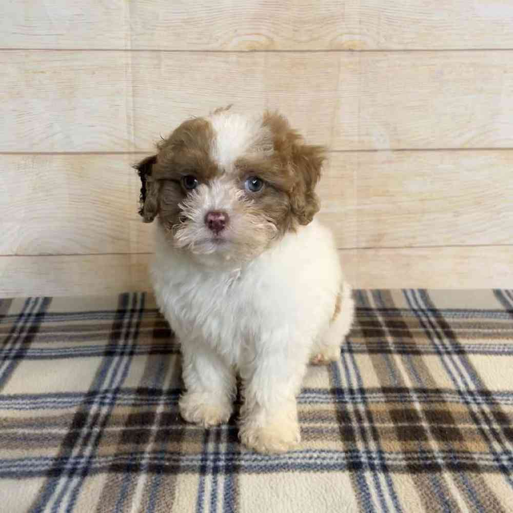 Welcome to Tully's Kennels