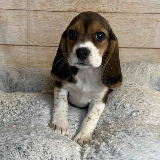 Puppy for Sale - Tullys Kennels