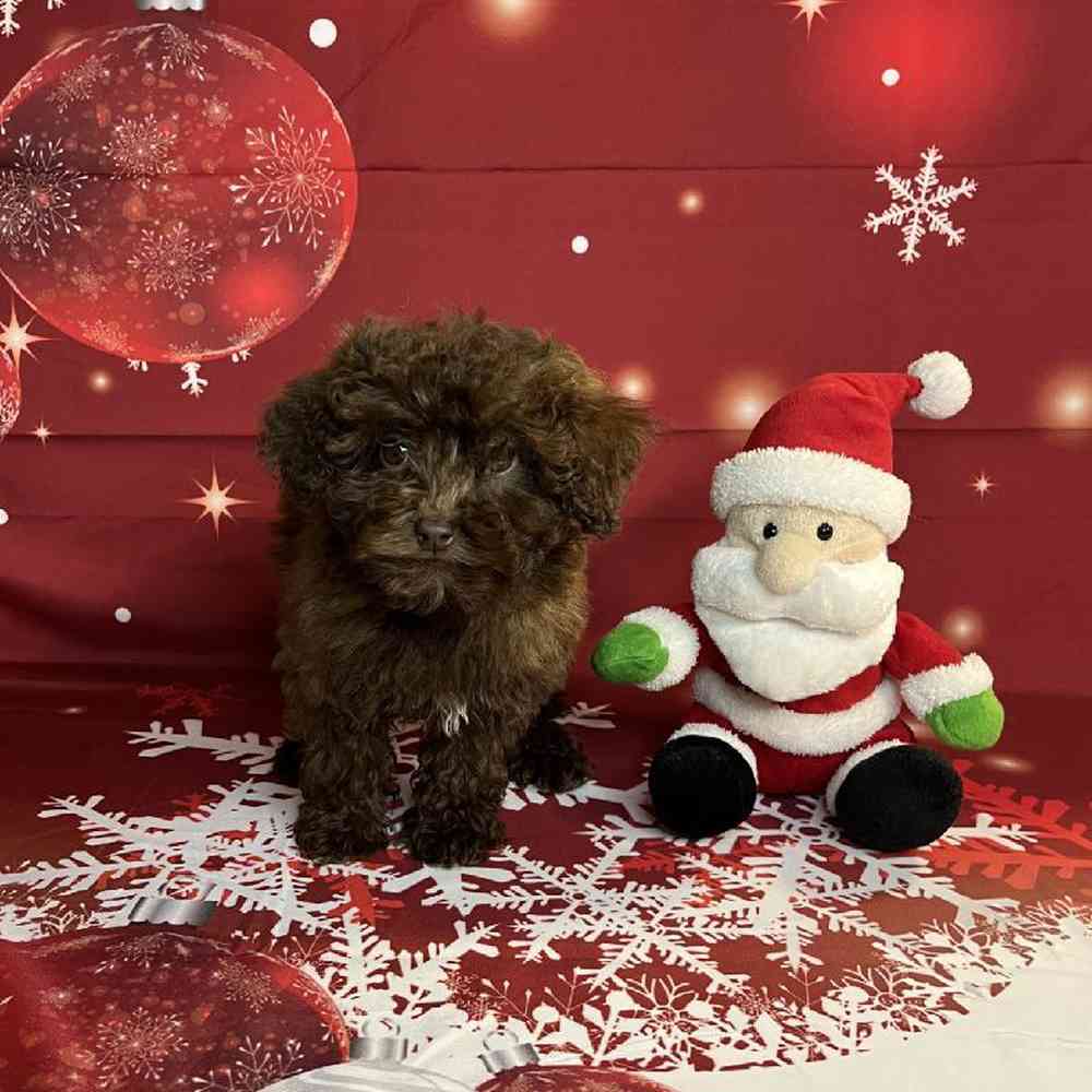 Welcome to Tully's Kennels