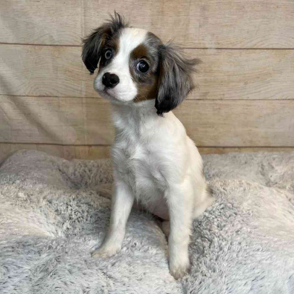 Miniature Australian Shepherd/Cavalier King Charles Spaniel Puppy for ...