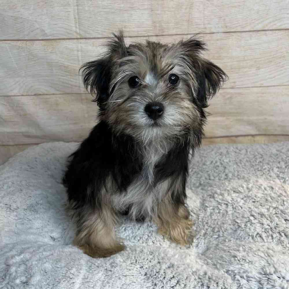 Welcome to Tully's Kennels