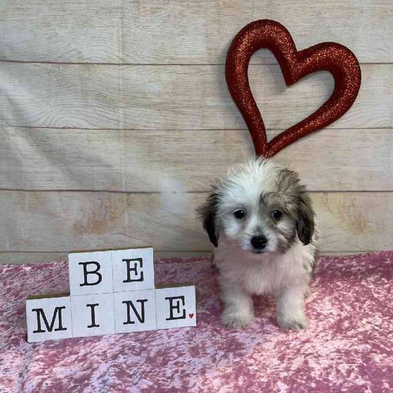 Puppy for Sale - Tullys Kennels