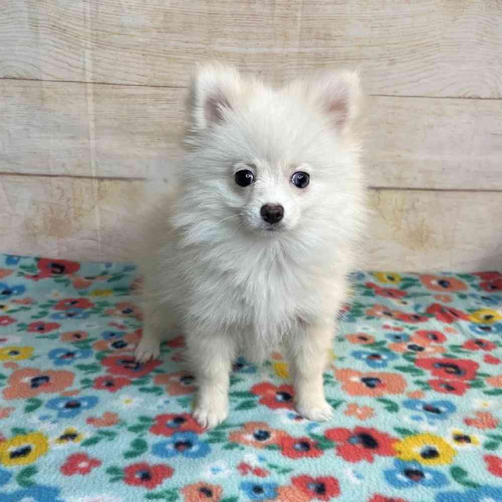 Welcome to Tully's Kennels