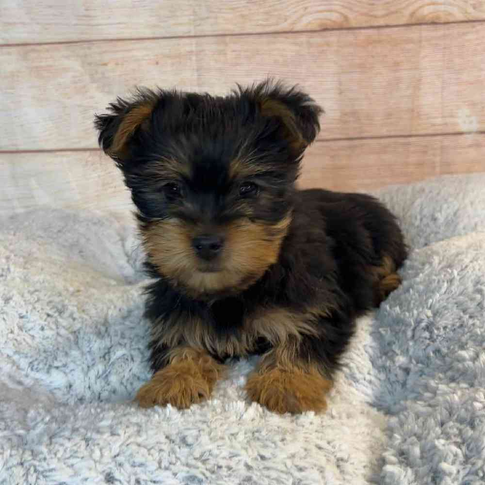 Cocker Spaniel/Chinese Shar Pei Puppies for sale - Tullys Kennels