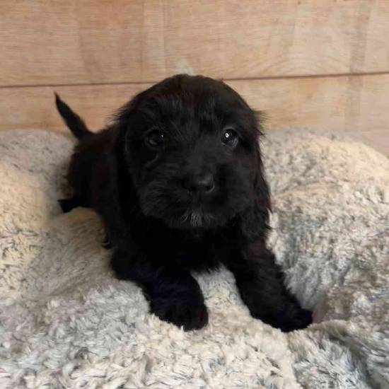 Puppy for Sale - Tullys Kennels