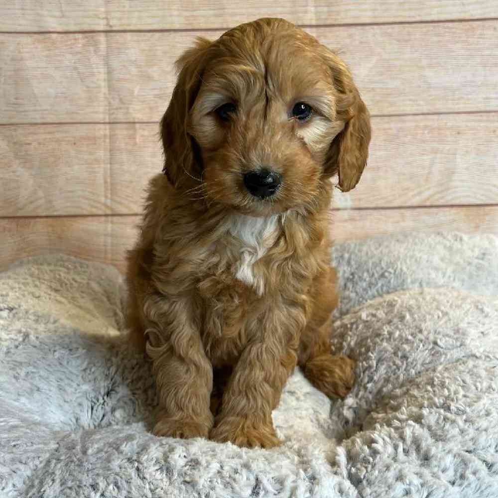Cocker Spaniel/Chinese Shar Pei Puppies for sale - Tullys Kennels