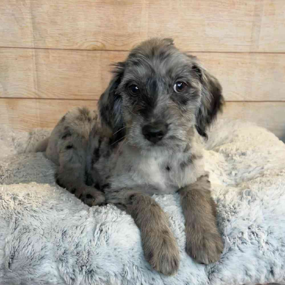 Miniature Australian Shepherd/ Poodle Puppy for sale - Tullys Kennels