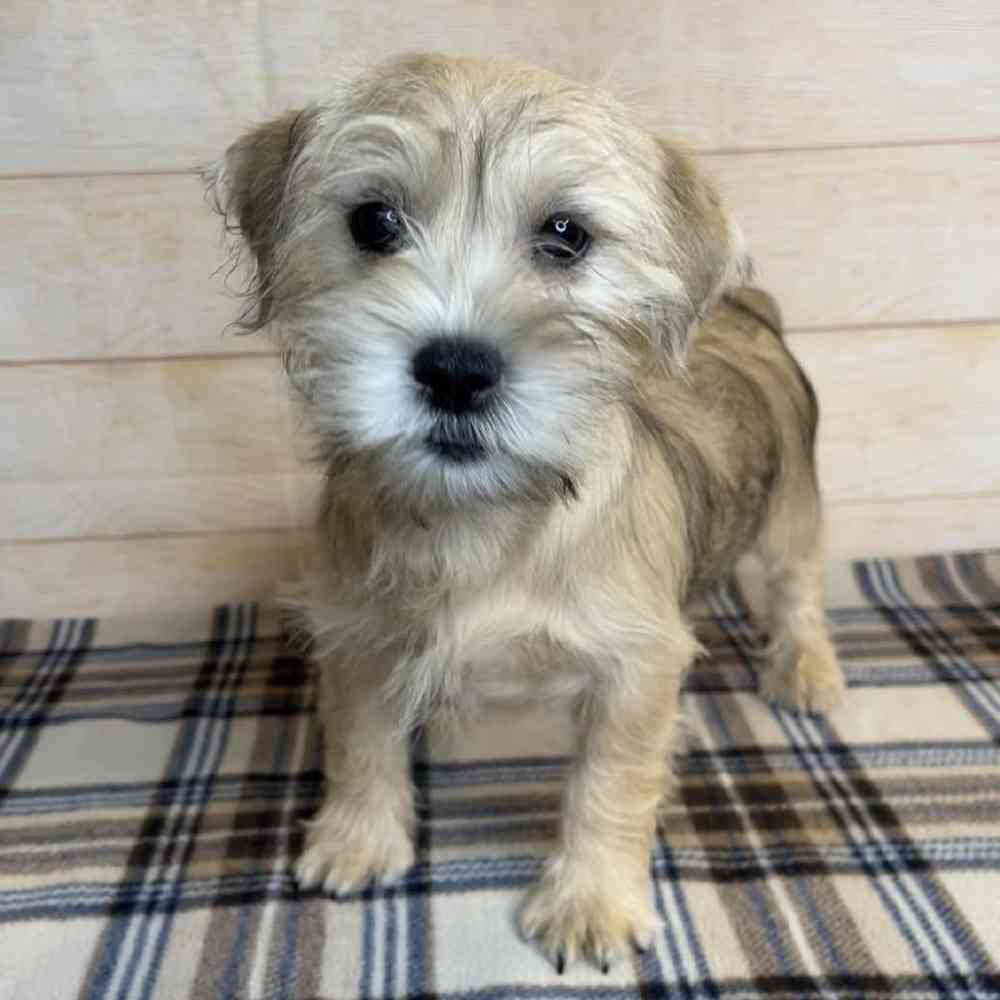 Miniature Schnauzer/Shih Tzu Puppy for sale - Tullys Kennels