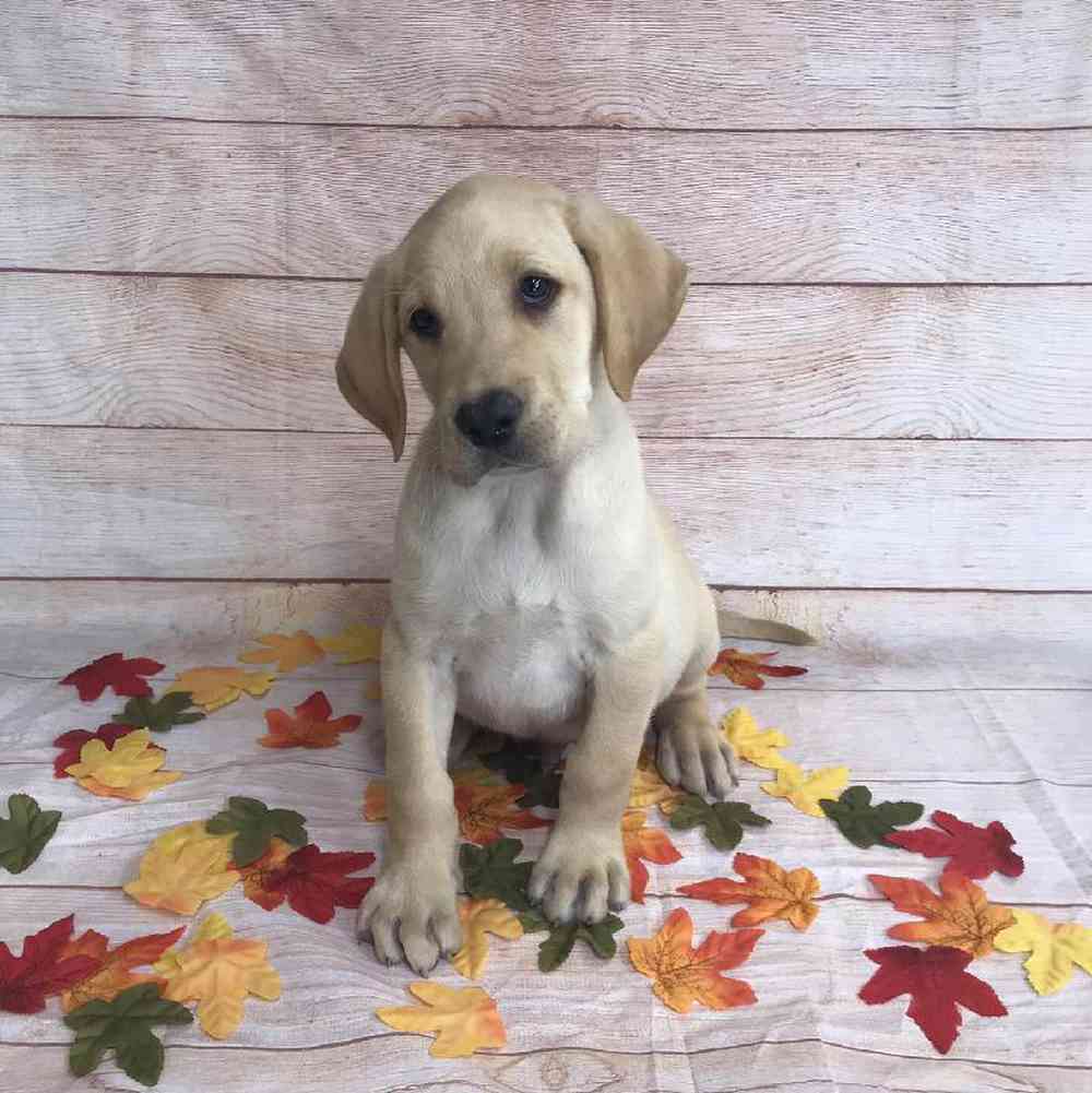 Labrador Retriever Puppy for sale - Tullys Kennels