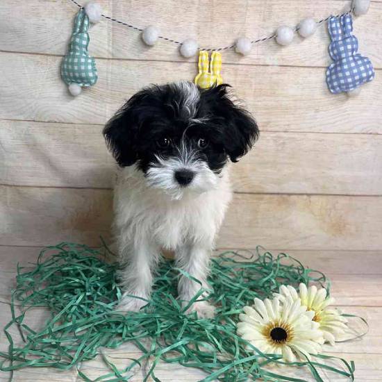 Puppy for Sale - Tullys Kennels