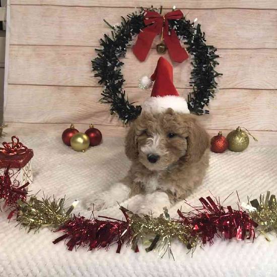 Puppy for Sale - Tullys Kennels