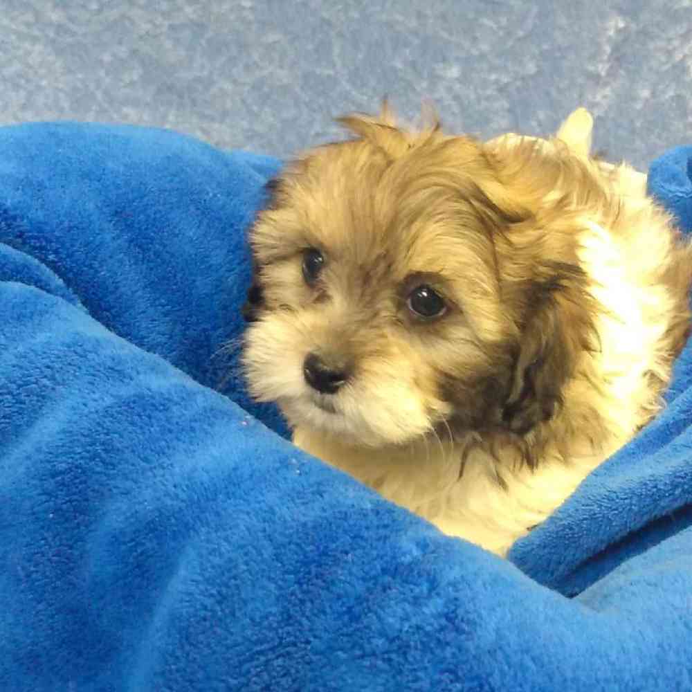 Pekingese/Poodle Puppy for sale - Tullys Kennels