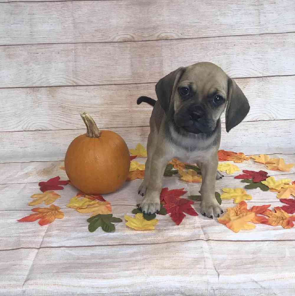 Pug/Beagle Puppies for sale - Tullys Kennels