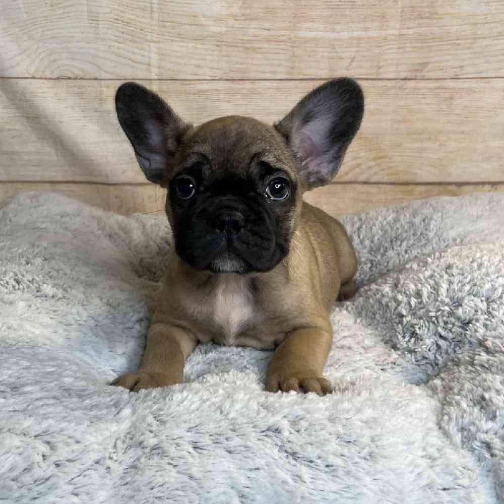 Welcome to Tully's Kennels