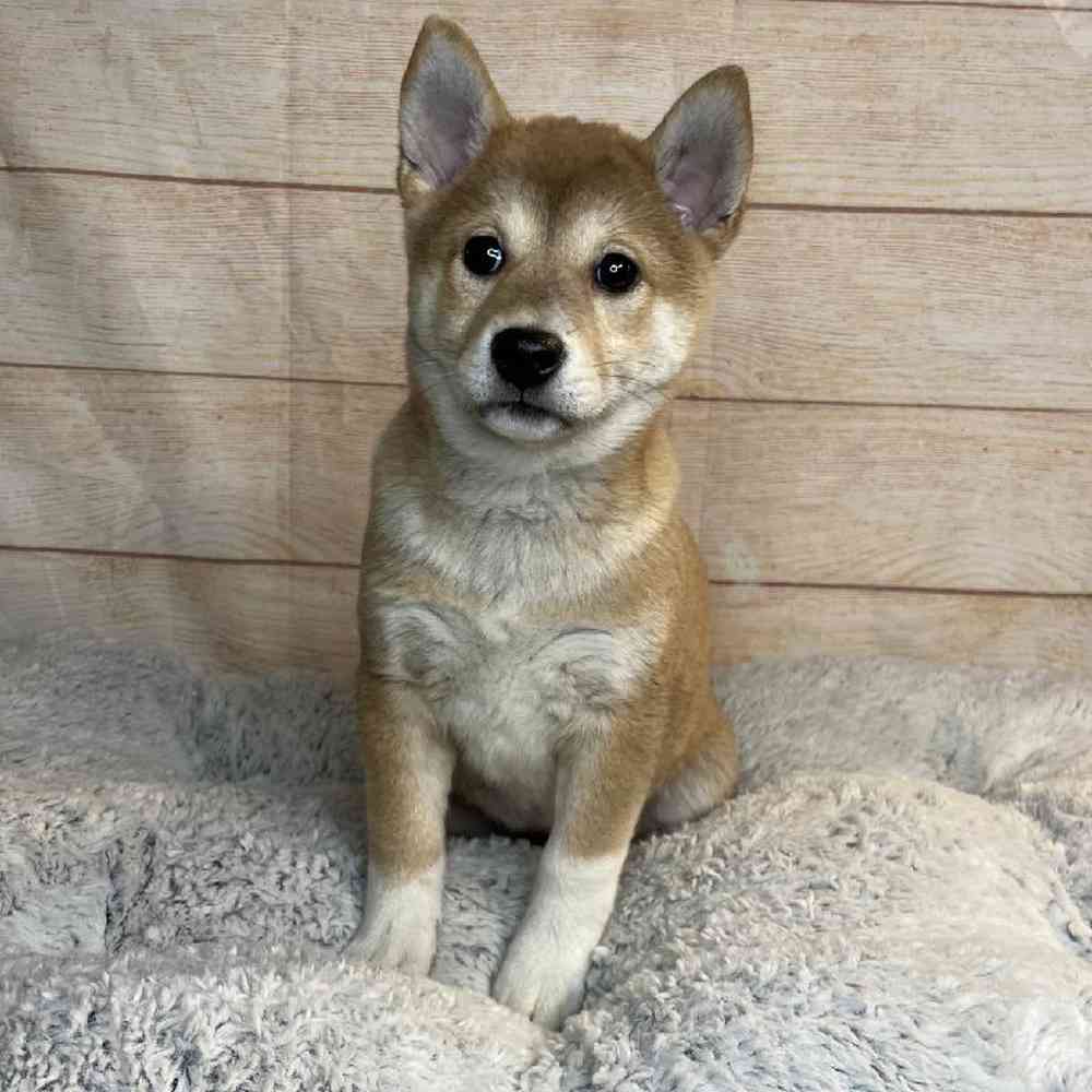 Shiba Inu Puppy for sale - Tullys Kennels