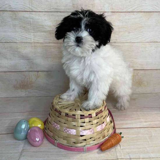 Puppy for Sale - Tullys Kennels