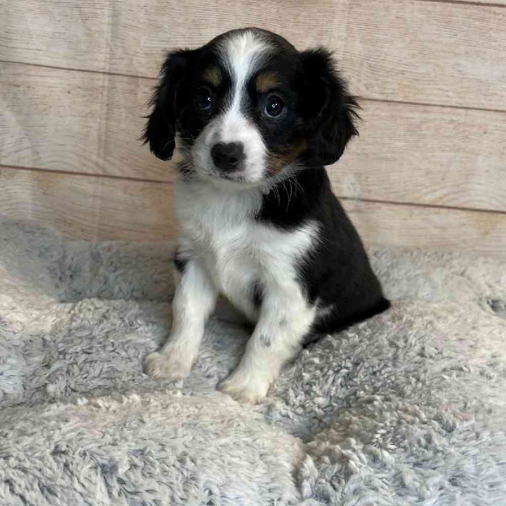 Cavalier King Charles Spaniel/Miniature Australian Shepherd Puppy for ...