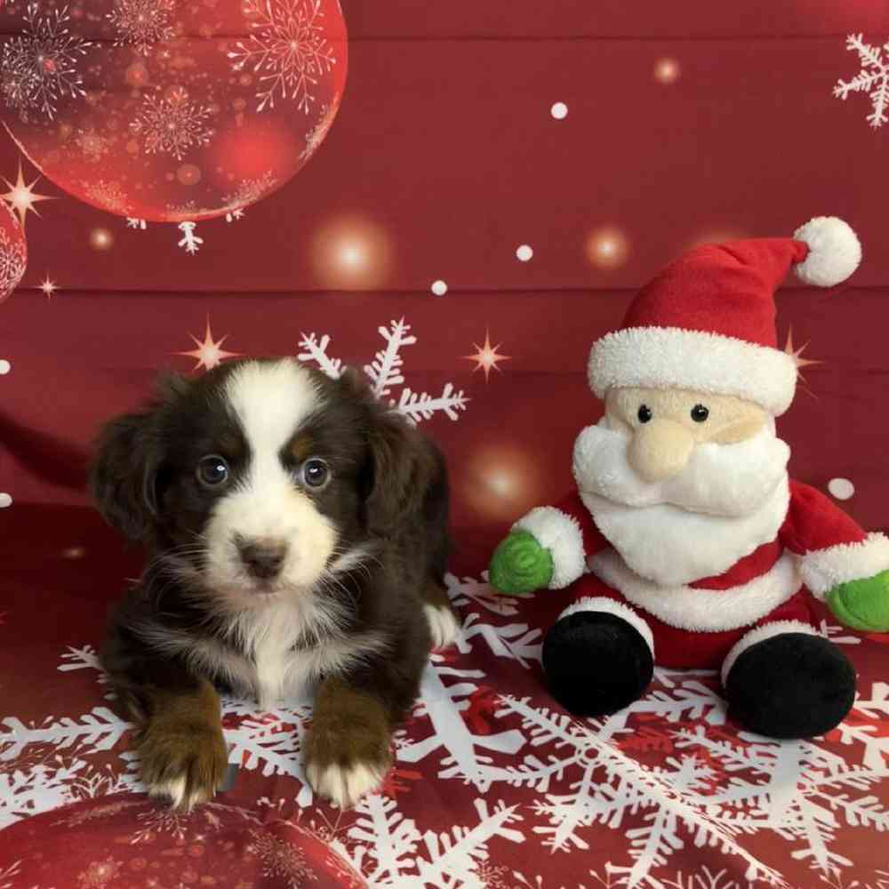 Welcome to Tully's Kennels