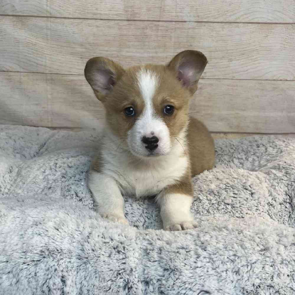 Pembroke Welsh Corgi Puppy for sale - Tullys Kennels