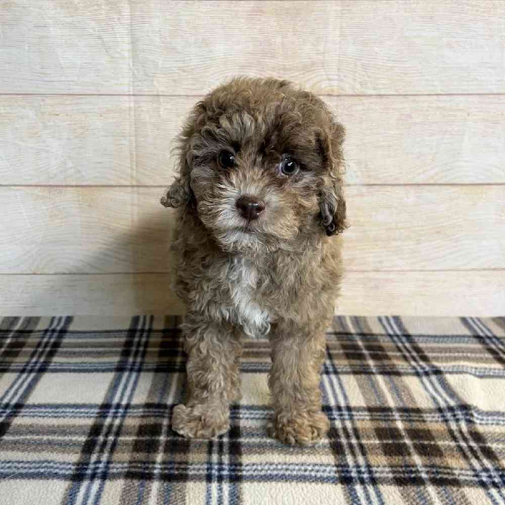 Welcome to Tully's Kennels