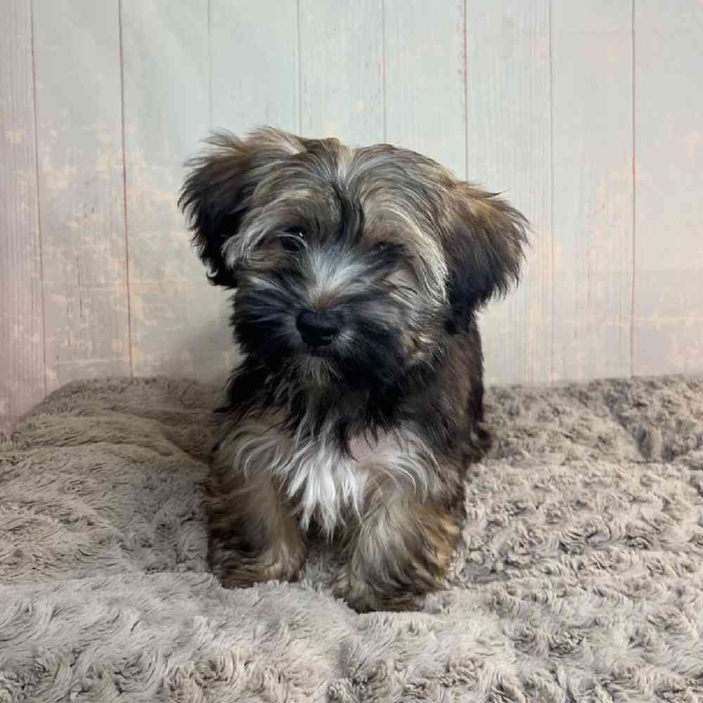 Welcome to Tully's Kennels