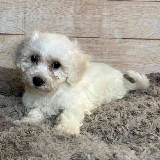 Puppy for Sale - Tullys Kennels