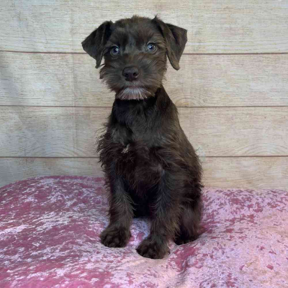 Welcome to Tully's Kennels