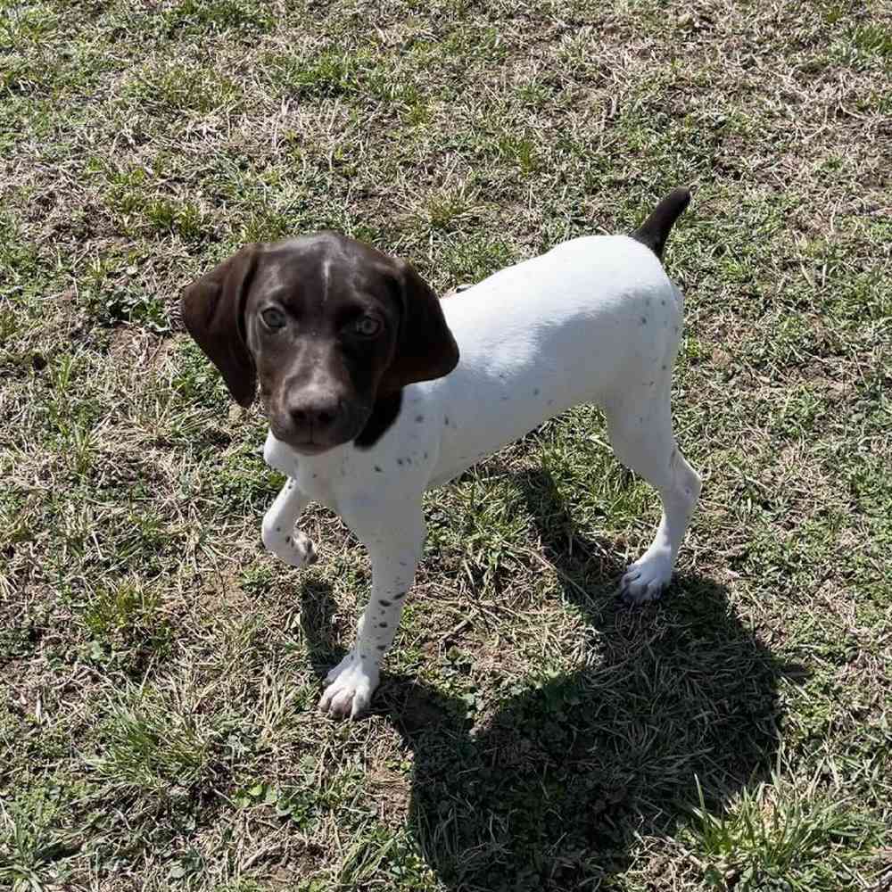 German Shorthaired Pointer Puppy for sale - Tullys Kennels