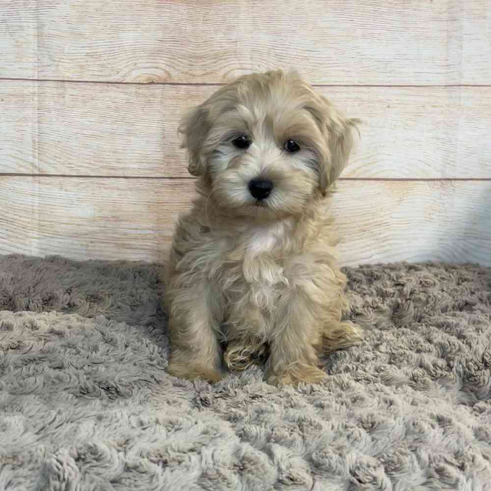 Havanese / Poodle / Chinese Crested Puppies for sale - Tullys Kennels