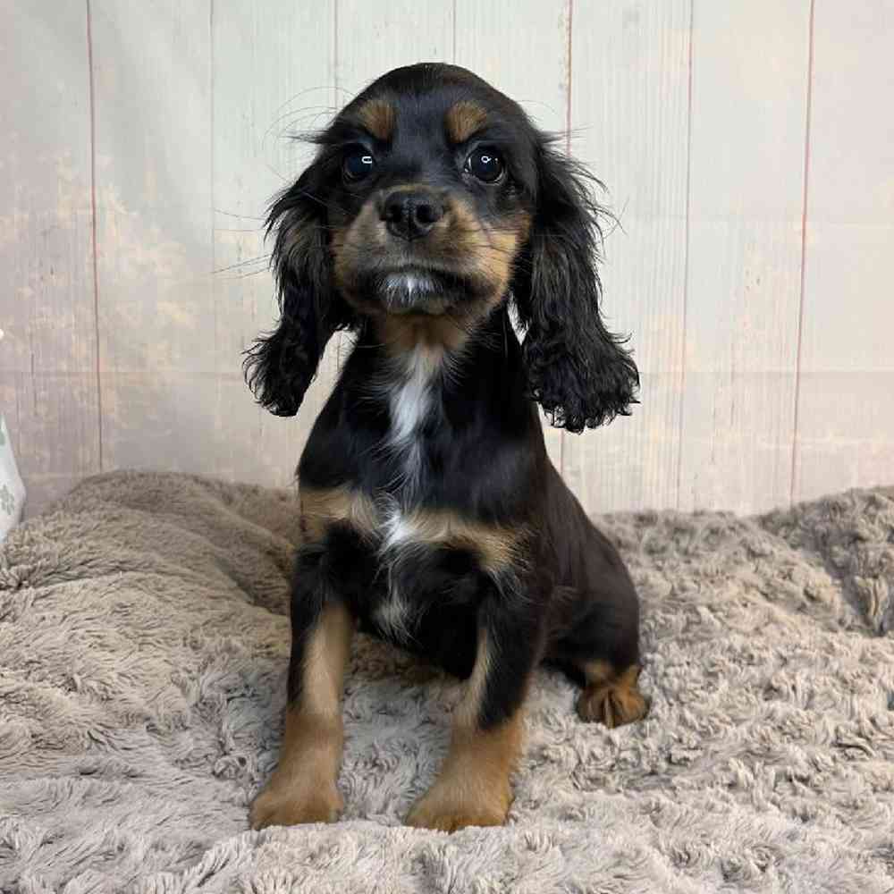 Cocker Spaniel/Cavalier King Charles Puppy for sale - Tullys Kennels