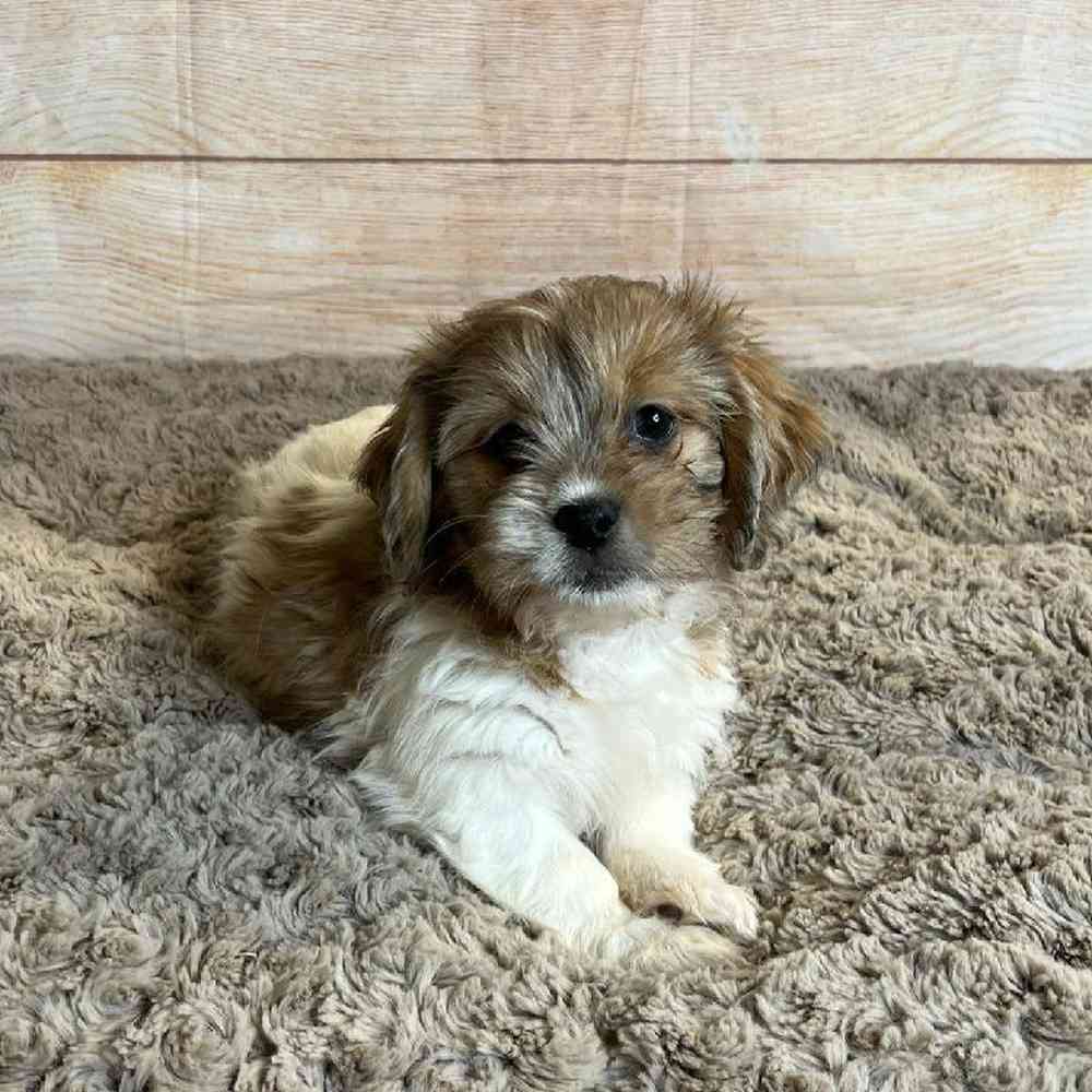 Cocker Spaniel/Chinese Shar Pei Puppies for sale - Tullys Kennels