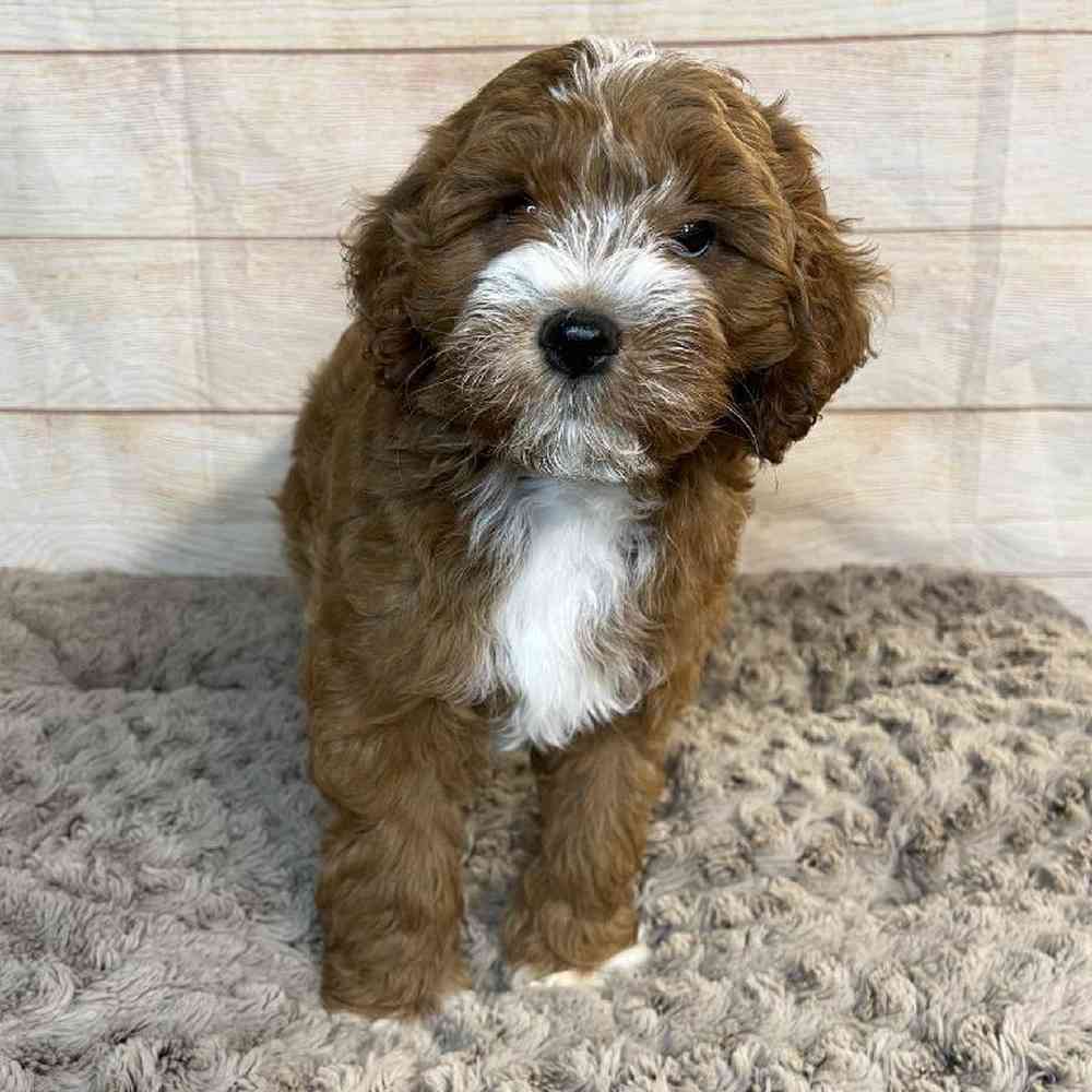 Cocker Spaniel/Poodle/Golden Retriever Puppies for sale - Tullys Kennels