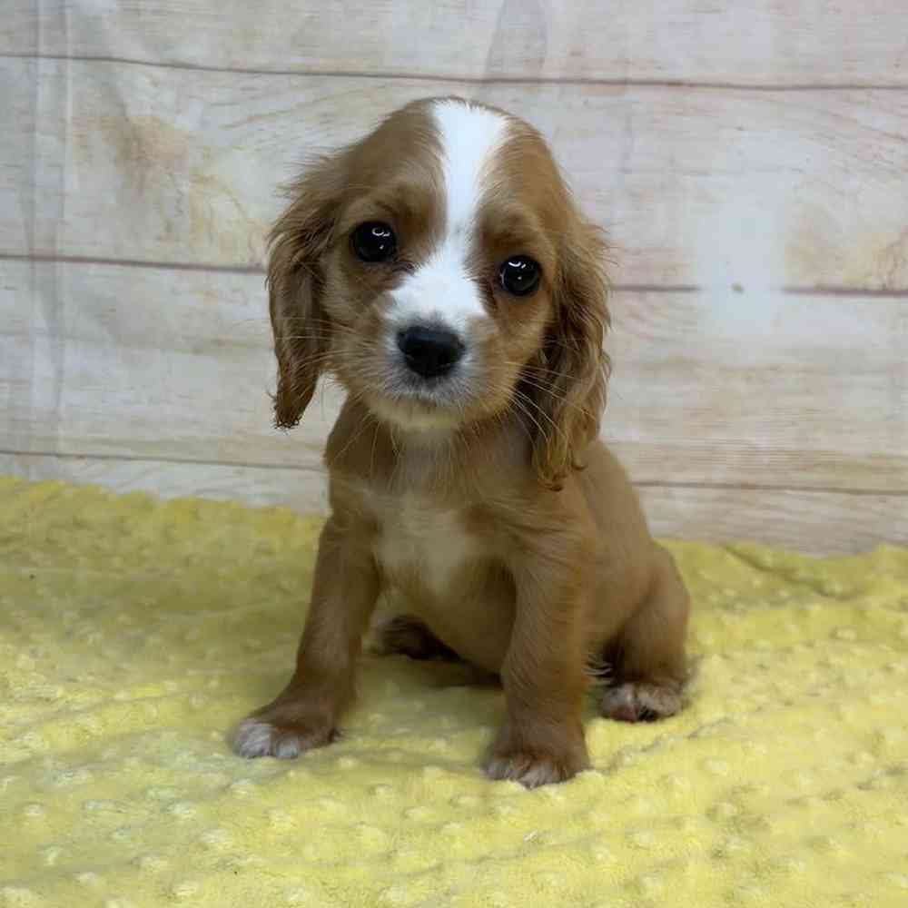 Cocker Spaniel/Cavalier King Charles Puppy for sale - Tullys Kennels