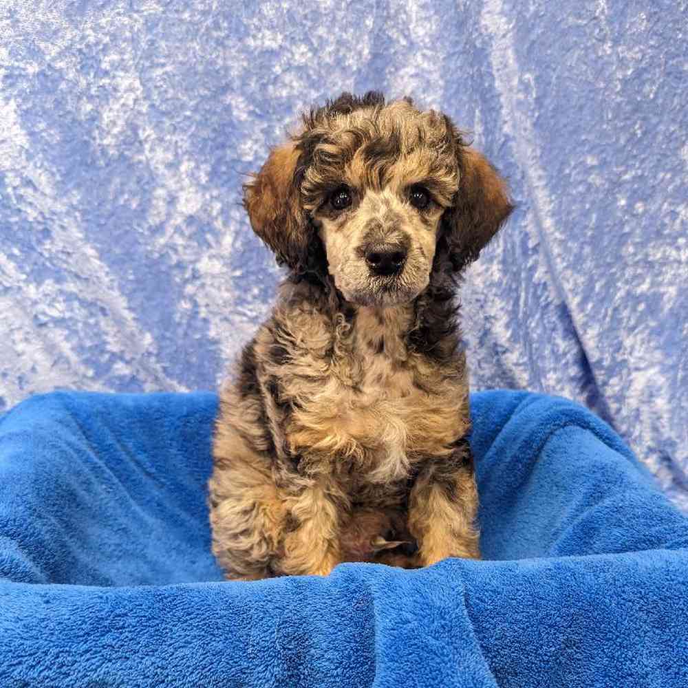 Poodle Mix Puppy for sale - Tullys Kennels
