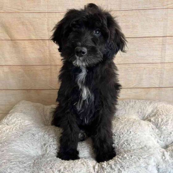 Puppy for Sale - Tullys Kennels