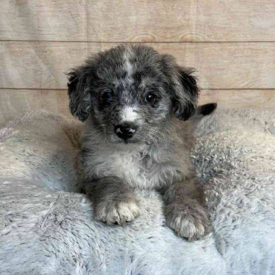 Puppy for Sale - Tullys Kennels