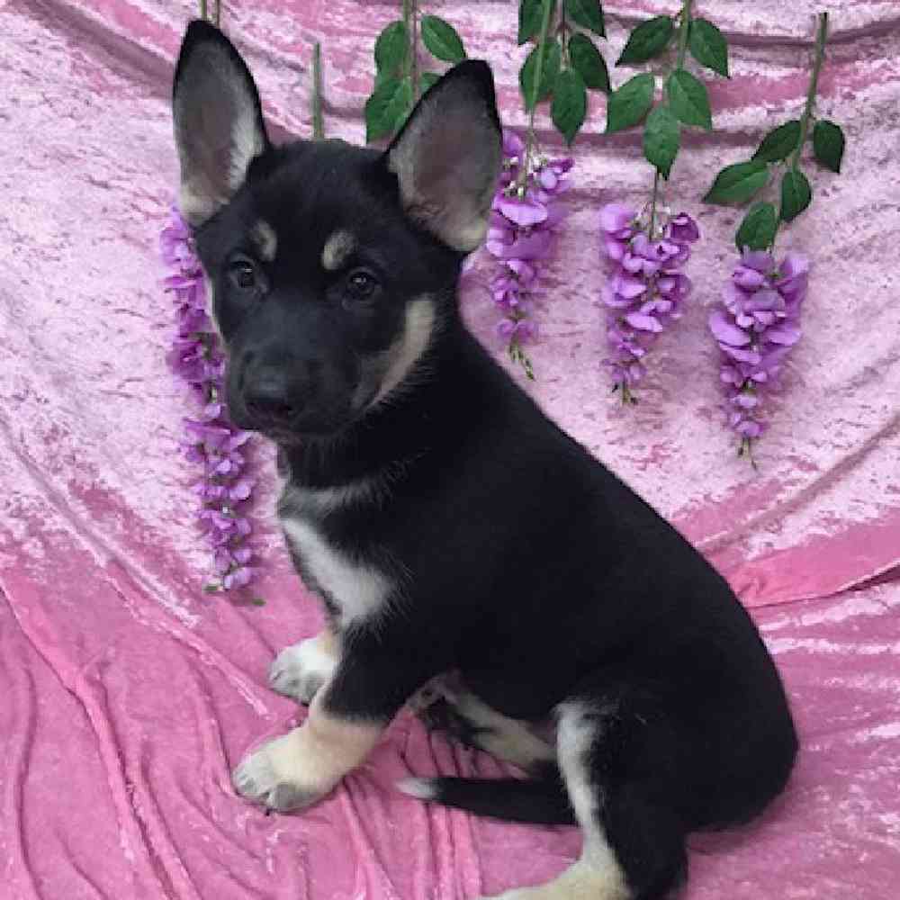 German Shepherd/ Siberian Husky Puppy for sale - Tullys Kennels