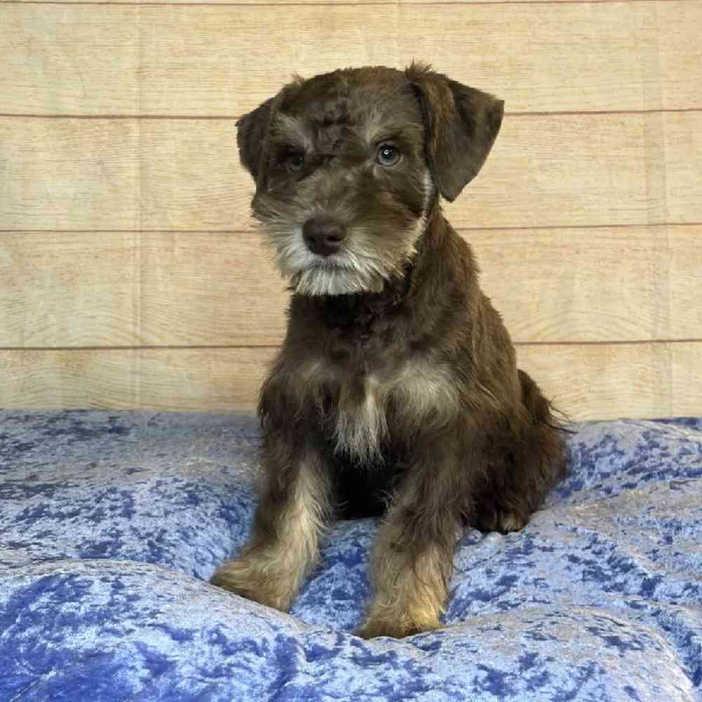 Welcome to Tully's Kennels